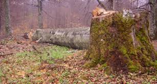 Misteriozna smrt kod Predejana – BUDITE U TOKU