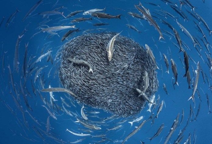 ČUDO PRIRODE: Taktika odbrane – BUDITE U TOKU