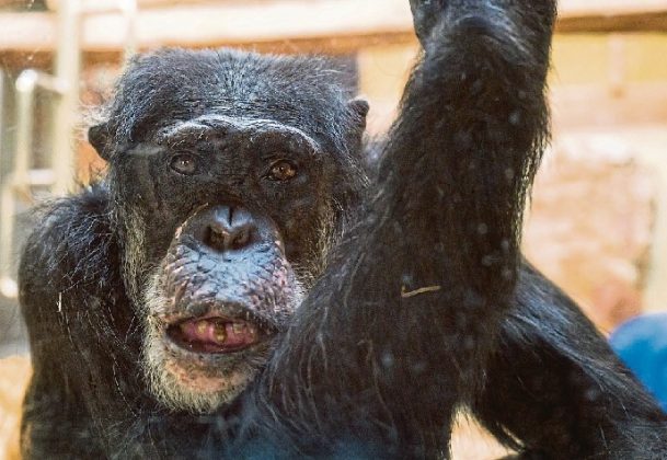 ZANIMLJIVOST: Jonny je napunio 60 godina – BUDITE U TOKU